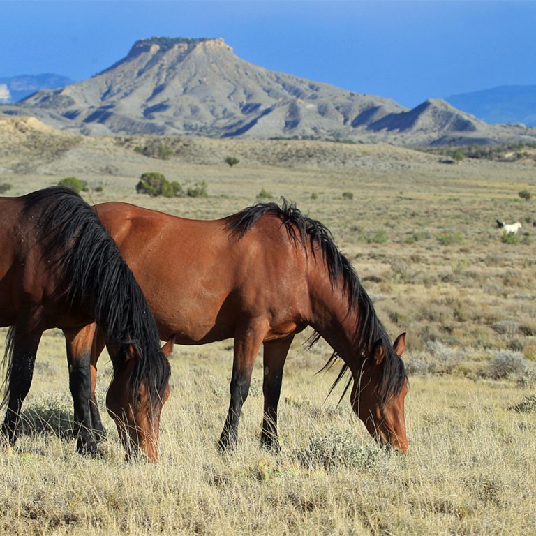 Helping the Mustangs - Mustang Maddy